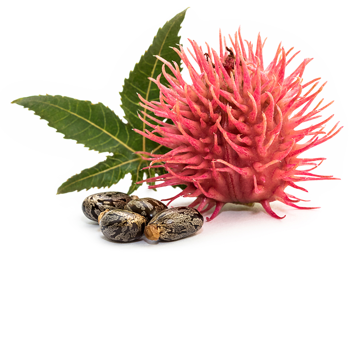 Castor olie | De beste castorolie voor gezicht en haren | koudgeperst ...