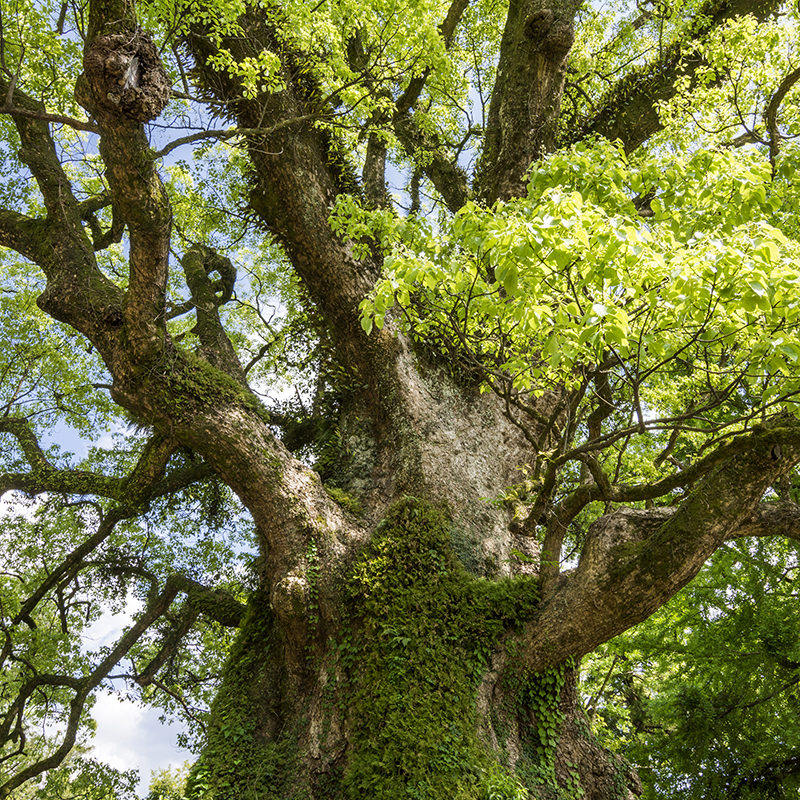 Kamfer etherische olie, Wild - Chi Natural Life