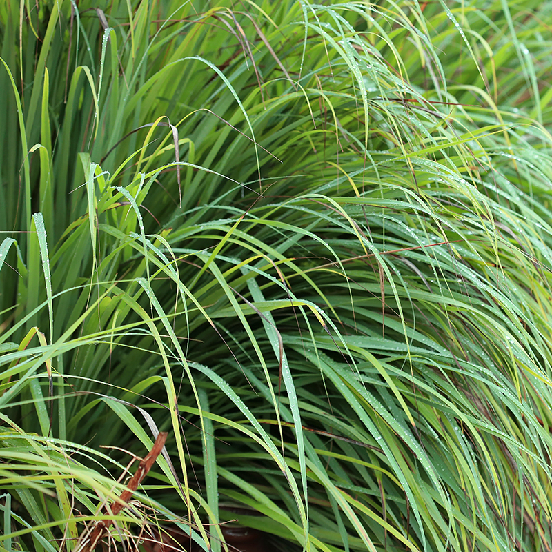 Palmarosa etherische olie, Bio - Chi Natural Life