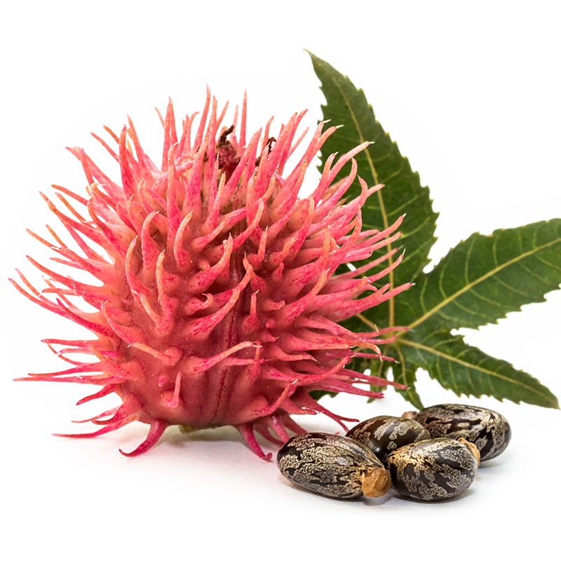 Castor olie | De beste castorolie voor gezicht en haren | koudgeperst ...