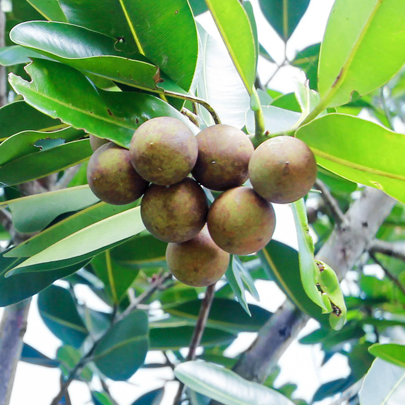 Tamanu plant olie, Eko - Chi Natural Life