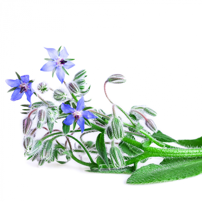 Bernagie plant olie, Biologisch | Voor een gevoelige huid | Chi.nl ...