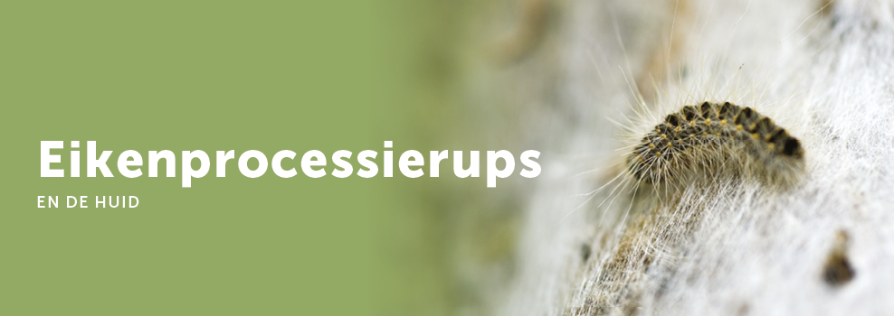 Eikenprocessierups en de huid | Chi Natural Life Blog - Chi Natural Life
