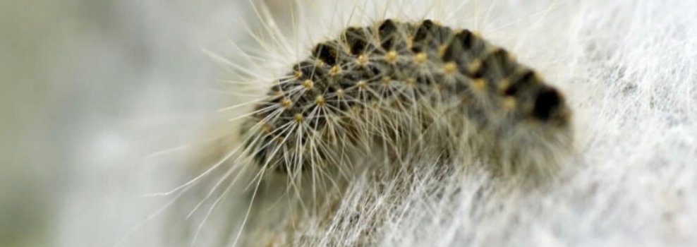 Eikenprocessierups en de huid | Chi Natural Life Blog - Chi Natural Life